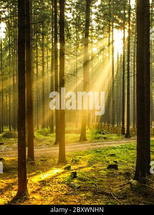 Bright sun shining through fog and trees in a yard in Delta Junction ...