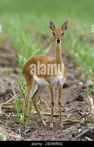 Oribi Gorge Nature Reserve, KwaZulu-Natal, South Africa, landscape ...