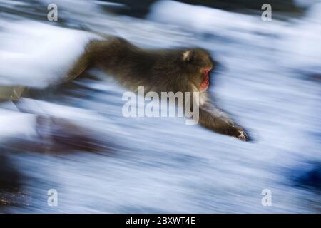 Japanese macaque or snow japanese monkey jumping the river (Macaca ...