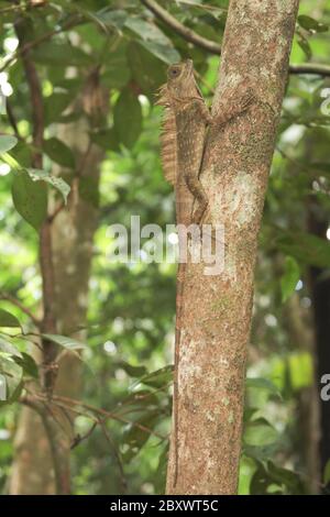 Comb crested lizard Malaysia Stock Photo - Alamy