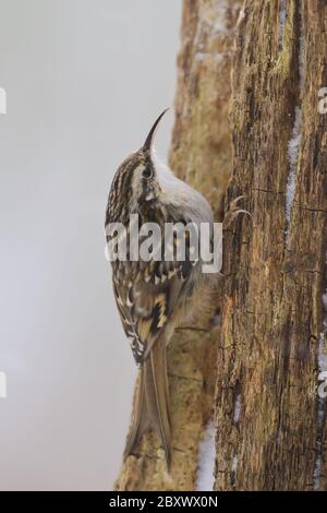 Central European Treecreeper (Certhia familiaris macrodactyla) sitting ...