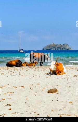 cows on the Barcaggio beach in North Corsica on Corsica Cape, France ...