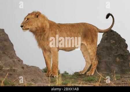 Subadult male lion, Panthera leo, sniffing genitals of dominant male ...