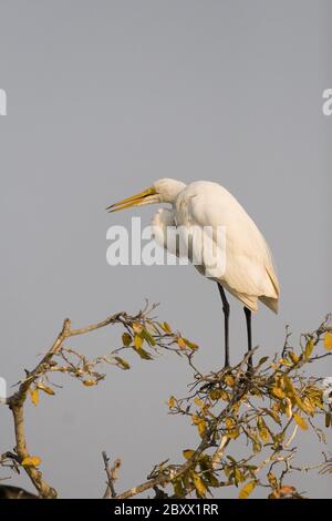 Plumed / intermediate egret, Ardea intermedia, with elegant white lacy ...