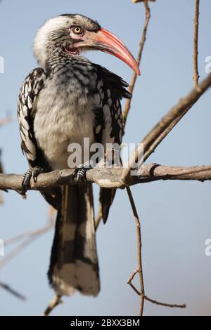 Southern Red billed Hornbill eating a bug in Kruger National park ...