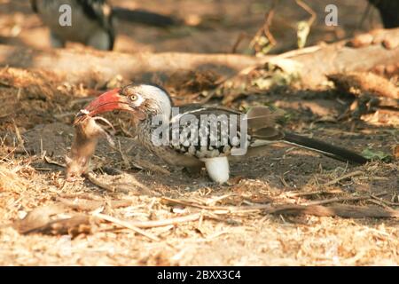 Southern Red billed Hornbill eating a bug in Kruger National park ...