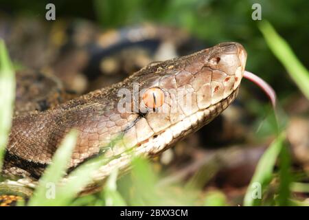 Reticulated Python, Borneo, Malaysia Stock Photo - Alamy