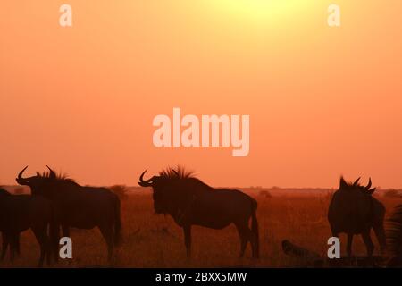 Streifengnu / Blue wildebeest / Connochaetes taurinus Stock Photo - Alamy