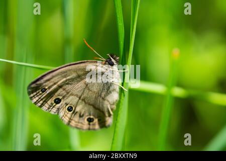Little Wood Satyr in Springtime Stock Photo - Alamy
