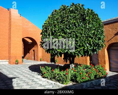 Green tree in Dominican Monastery of Saint Catherine - Santa Catalina ...