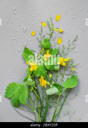 Bouquet of summer herbs on a gray-blue background. Natural bouquet as a ...