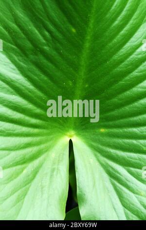 A Large swamp plant leaf background Stock Photo - Alamy