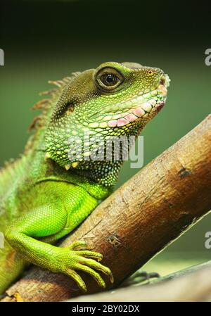 A Green iguana on tree branch with blur background, closeup shot Stock ...