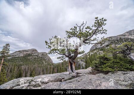 Wind-twisted Conifer Tree on the Trail to Mill's Pond, Rocky Mountain ...