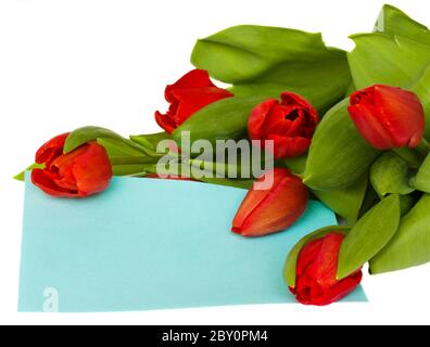 Red tulips with white border on pink background Stock Photo - Alamy