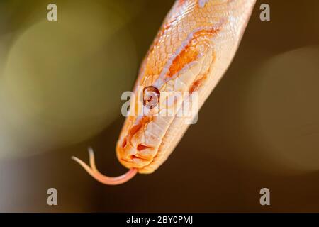 Beautiful Python molurus albina on tree branch Stock Photo - Alamy