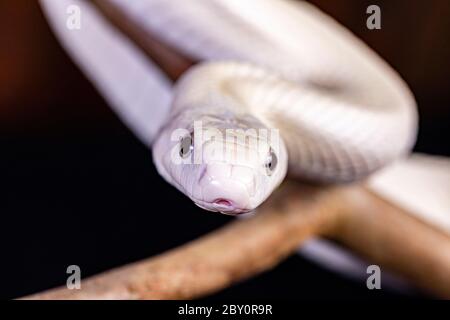 The Texas rat snake (Elaphe obsoleta lindheimeri ) is a subspecies of ...
