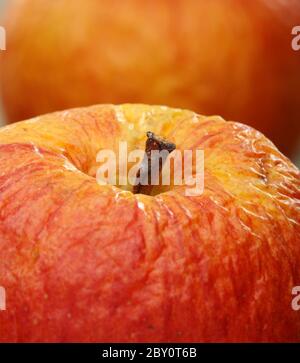 a dry old apple wrinkled on a black background. Ugly foods. Bad spoiled ...