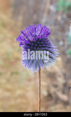 Violet Flower of echinops bannaticus blue globe thistle a member of the ...
