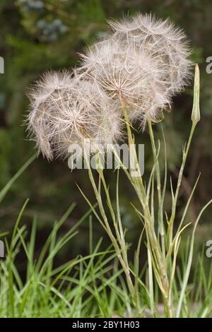 Round fluffy dandelion flowers grow in green spring garden, side view ...