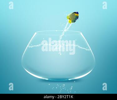 angelfish jumping and doing Acrobatic show Stock Photo - Alamy
