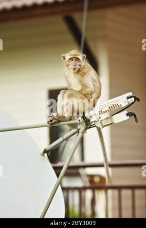 An infant Rhesus monkey (Macaca mulatta) with its cloth surrogate ...