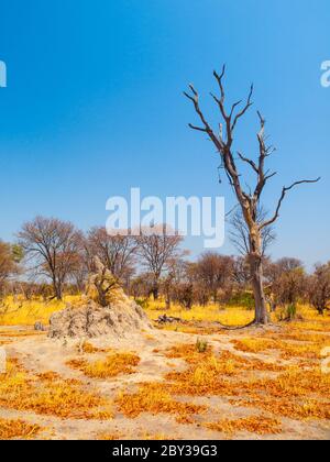 large termite mound in typical african landscape with termite in ...