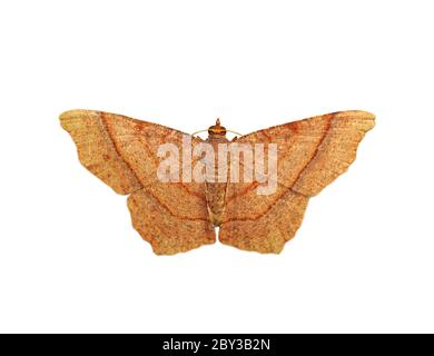 Close up of an Emperor Moths wing showing its natural textures and ...