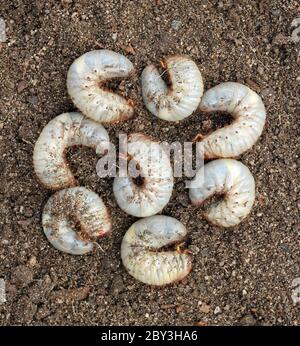 Chafer beetle grubs or larvae which destroy the grass of lawns by ...