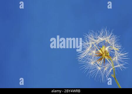 Flower seeds of Youngia also known as Japanese Hawkweed Stock Photo - Alamy