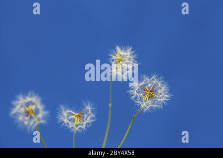 Flower seeds of Youngia also known as Japanese Hawkweed Stock Photo - Alamy