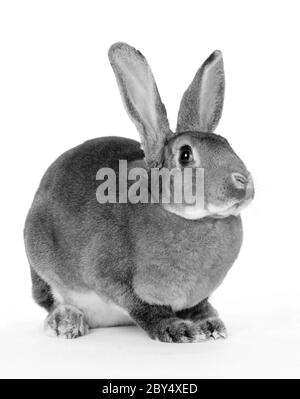 Sitting short-haired brown rabbit Stock Photo - Alamy