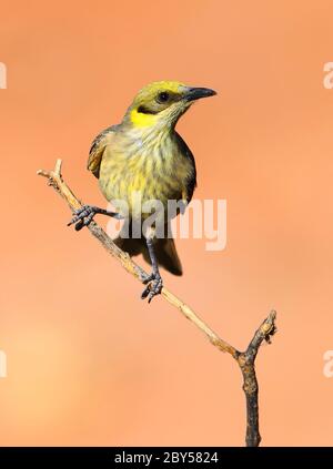 Grey-fronted Honeyeater (Ptilotula plumula) at Lake Moondarra - Mount ...