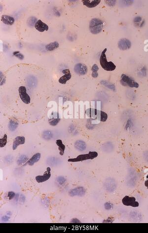 A close-up shot of tadpoles in the pond Stock Photo - Alamy