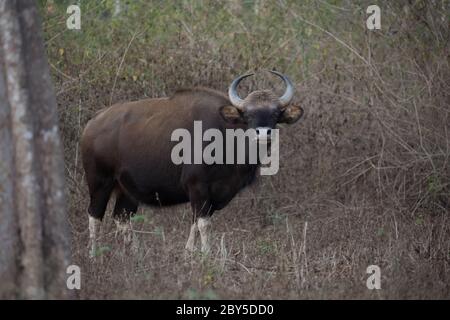 Guar or Indian Bison with the background of forest, Female one Stock ...