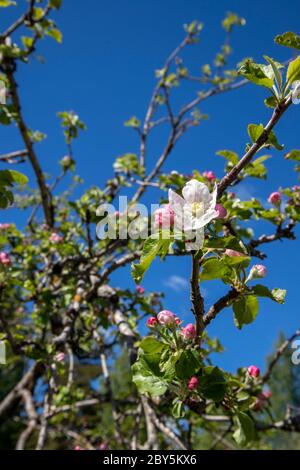 first apple tree flower opening Stock Photo - Alamy