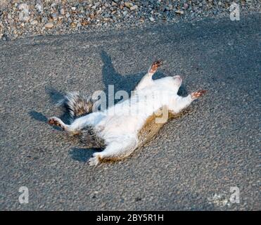A dead grey squirrel on the road after being run over many times in the ...