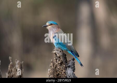 Beautiful Indian Roller Bird sitting on the single branch of tree with ...