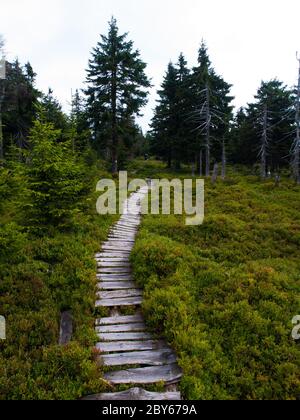 Forest path in northern Bohemia, Czech Republic Stock Photo - Alamy