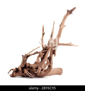 Dry dead snag isolated on white background Stock Photo - Alamy