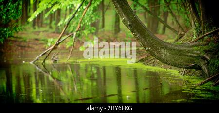 Magical pond in mysterious forest Stock Photo - Alamy