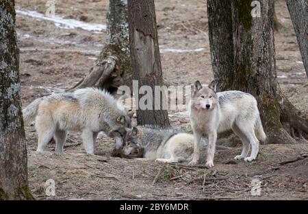 Three Black wolves isolated on white background eating in the winter ...