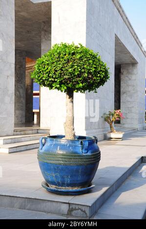 fancy shaped decorative tree Stock Photo - Alamy