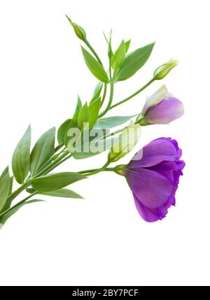bright purple eustoma flower isolated on white background. Closeup of ...
