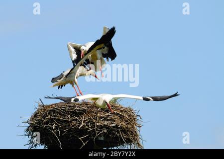 Stork fight for a nest Stock Photo - Alamy