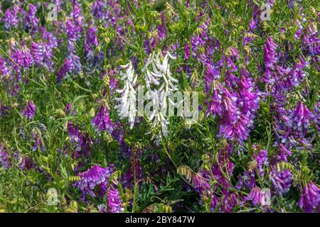 Hagerman National Wildlife Refuge, Hairy Vetch,Texas,Vicia villosa ...