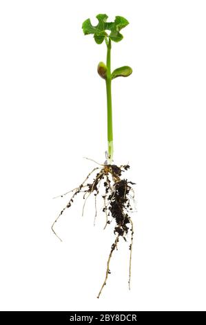 macro shot of a plant roots with soil pieces isolated on color ...