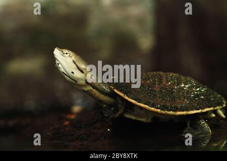 Phrynops hilarii (Spot-bellied side-necked turtle Stock Photo - Alamy