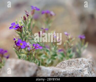Aubrieta "Dr Mule's Variegated Stock Photo - Alamy