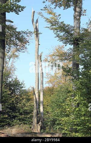 an old dead beech tree, with crown cut off and rough grown bark ...